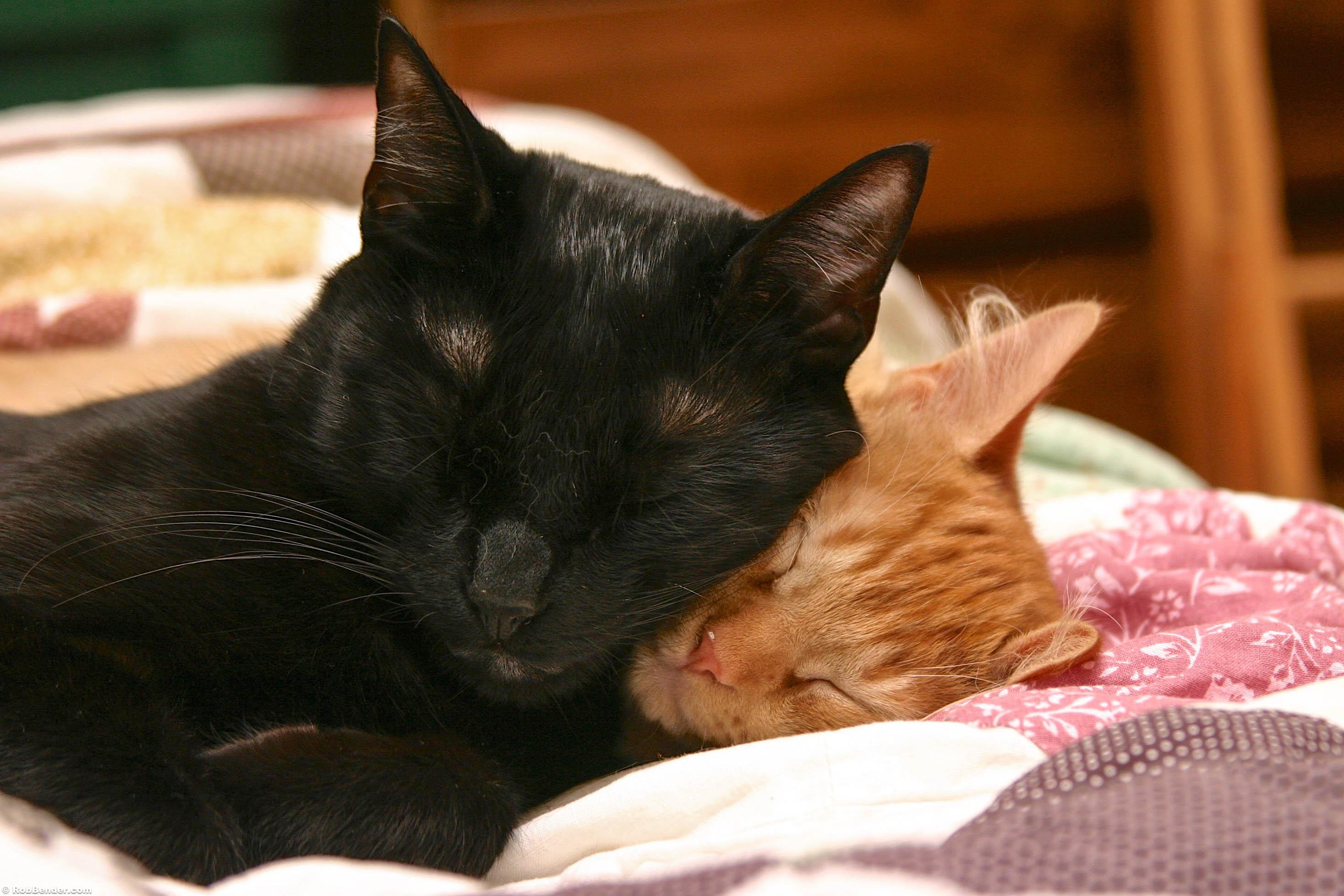 Remembering Grover | Rob Bender